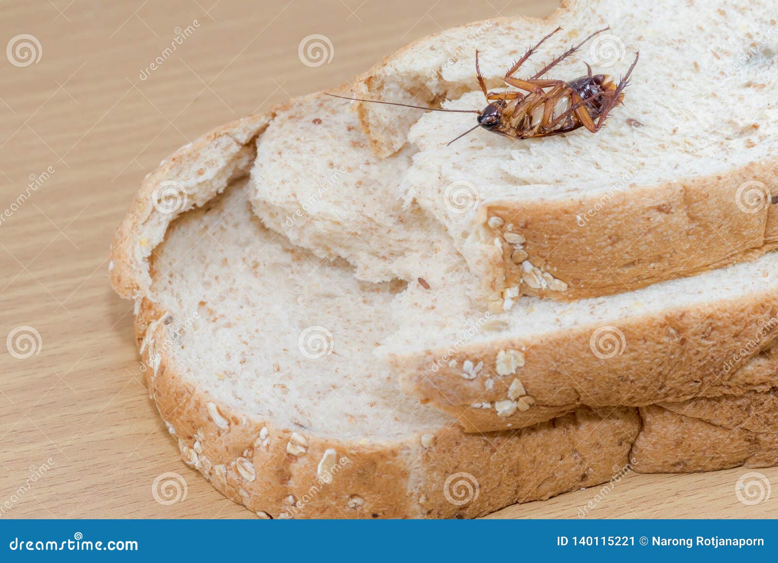 Close Up of Cockroach on a Whole Wheat Bread Stock Image - Image of ...