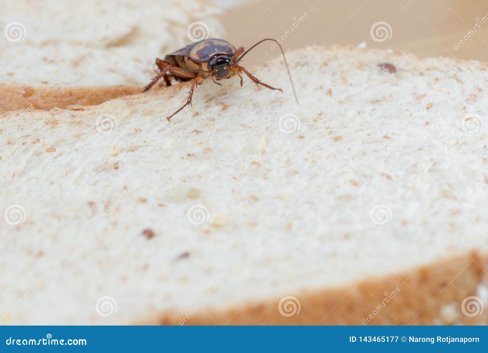 Close Up of Cockroach on a Whole Wheat Bread Stock Image - Image of ...