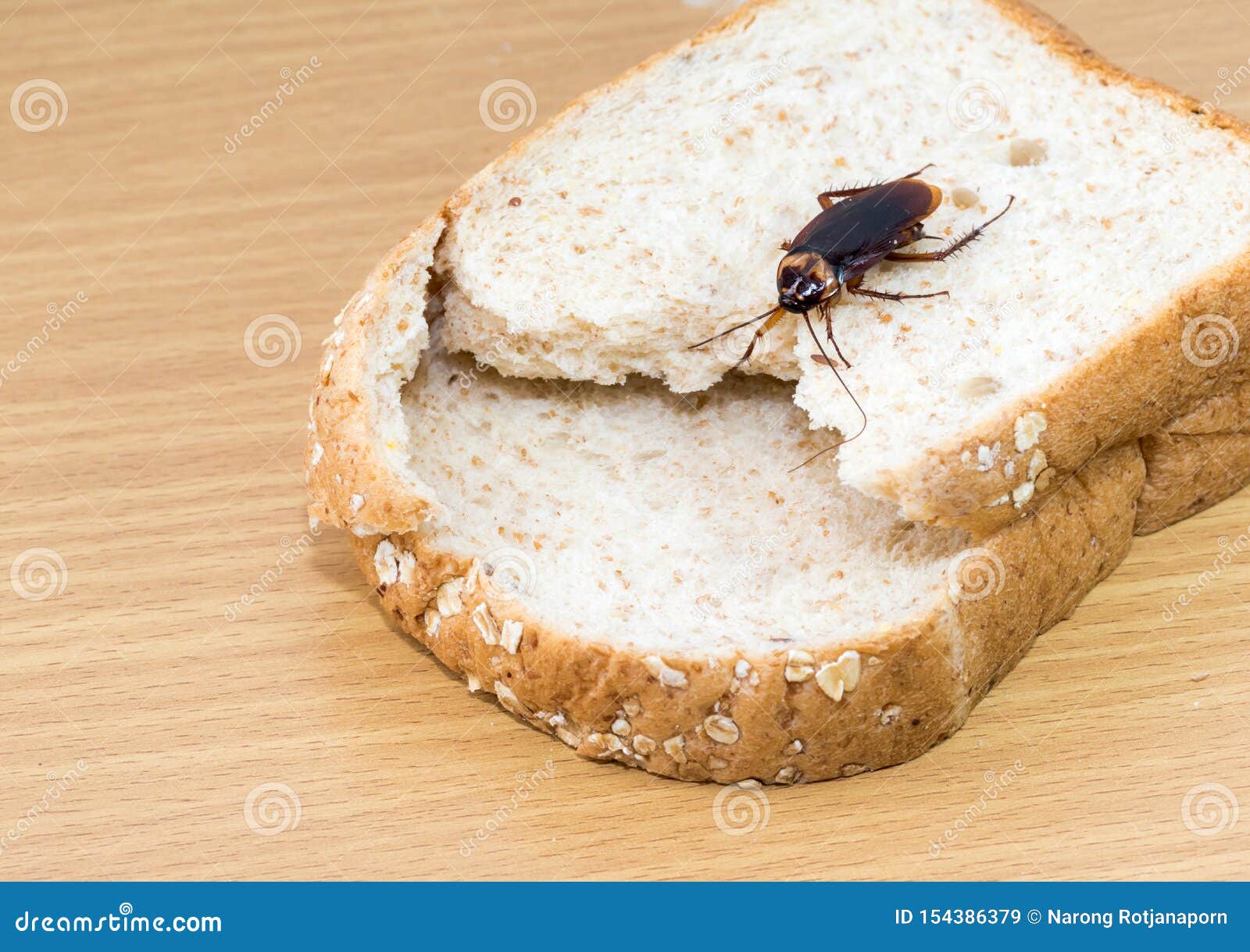 Close Up of Cockroach on a Whole Wheat Bread Stock Image - Image of ...