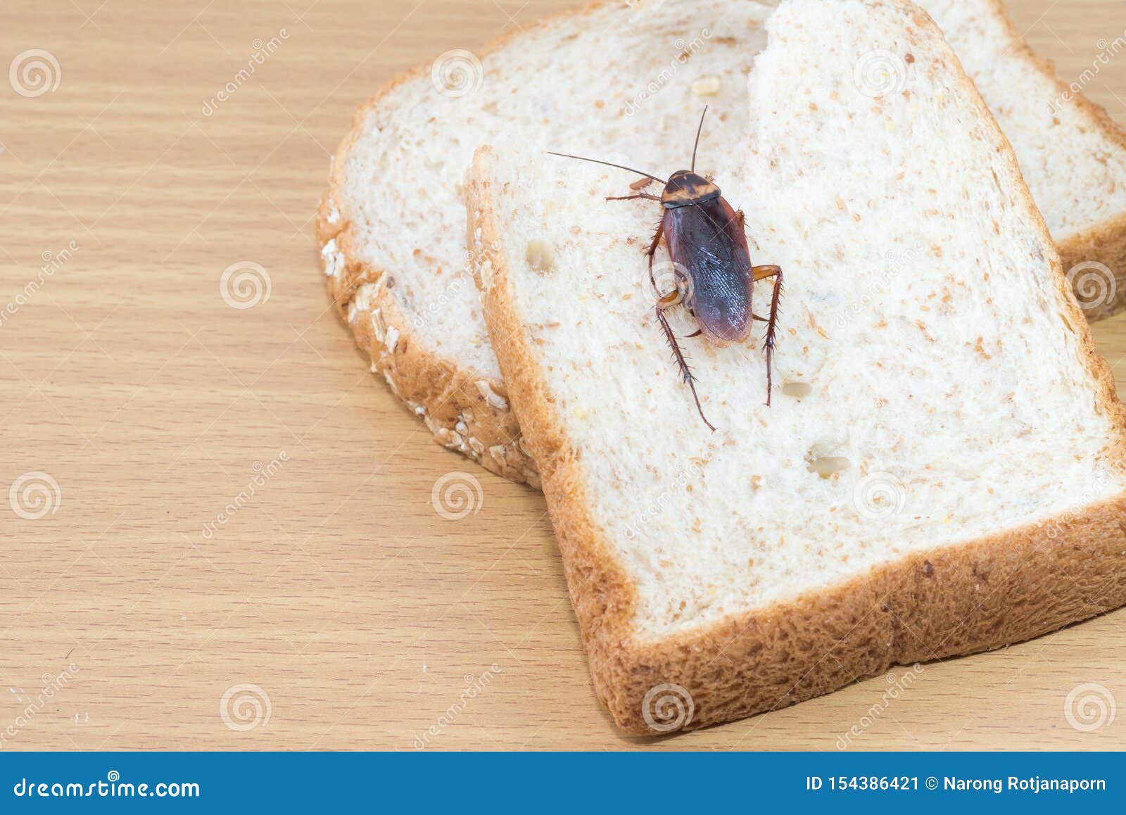 Close Up of Cockroach on a Whole Wheat Bread Stock Image - Image of ...