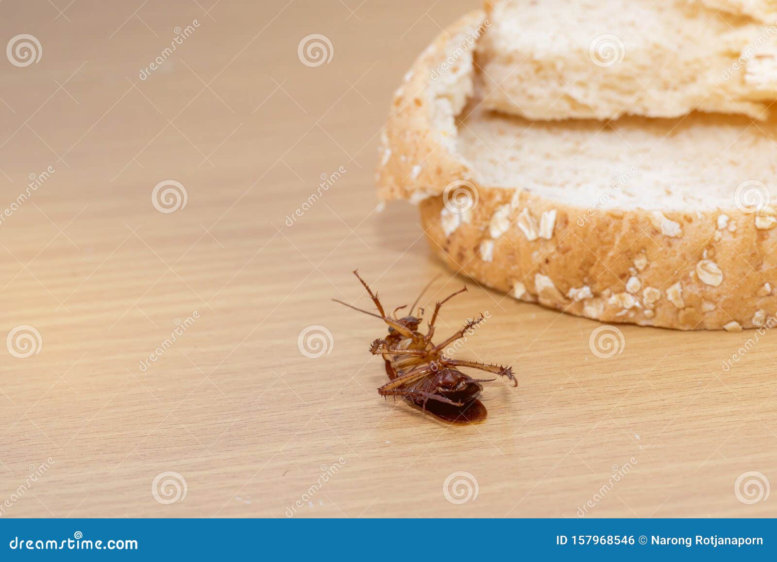 Close Up of Cockroach on a Whole Wheat Bread. Stock Photo - Image of ...