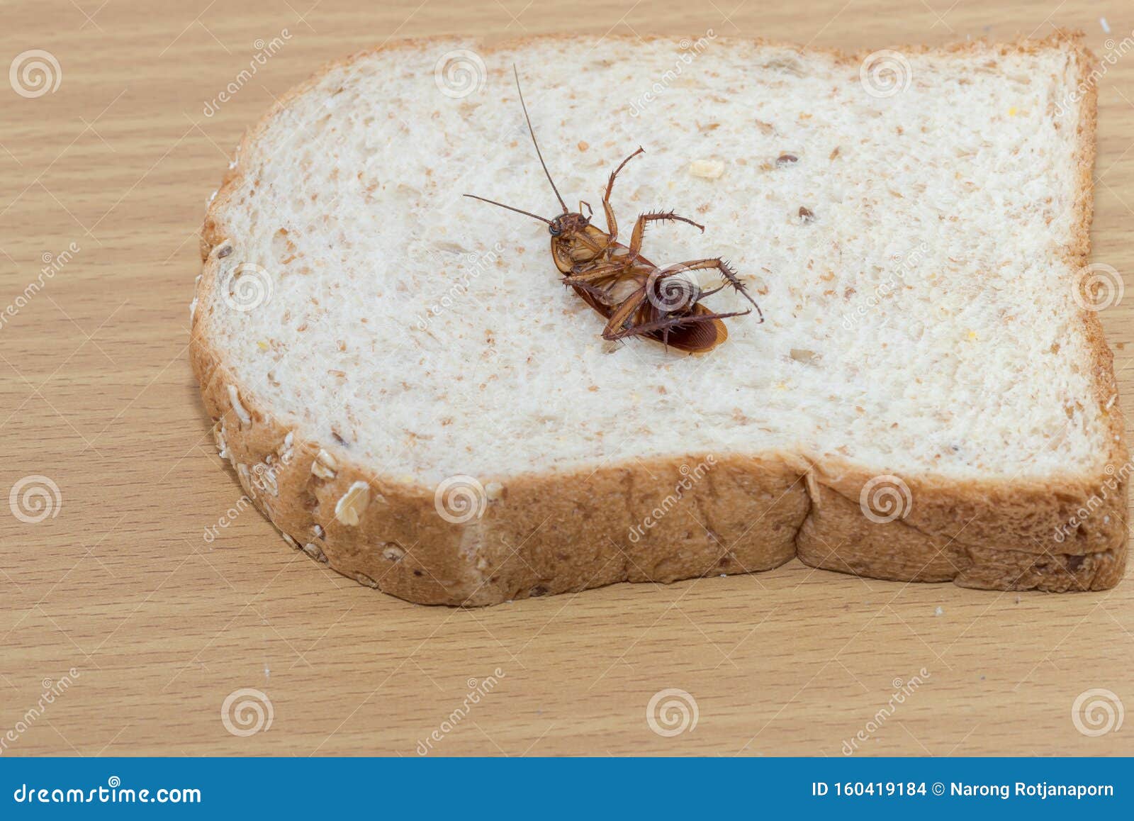 Close Up of Cockroach on a Whole Wheat Bread. Stock Photo - Image of ...