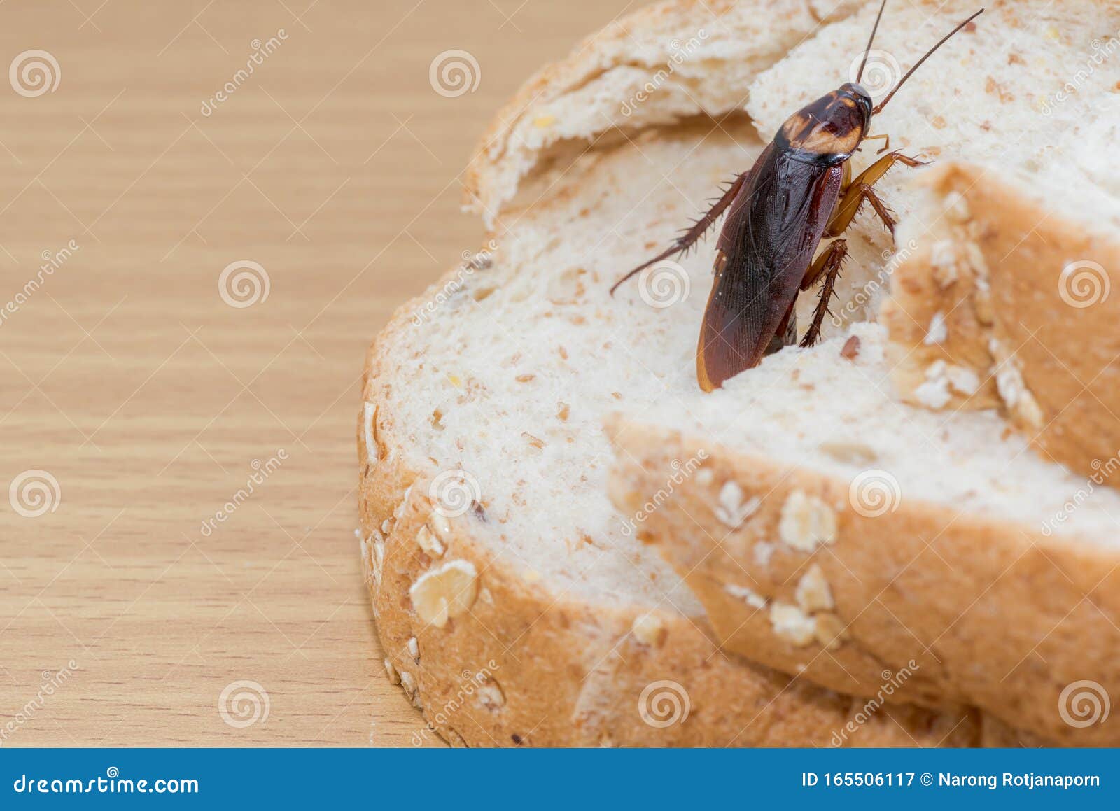 Close Up of Cockroach on a Whole Wheat Bread. Stock Image - Image of ...