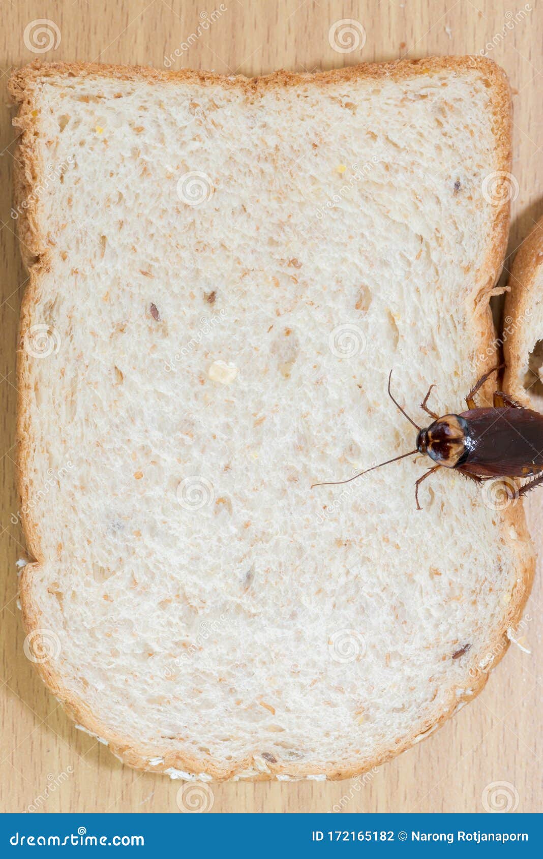 Close Up of Cockroach on a Whole Wheat Bread. Stock Photo - Image of ...