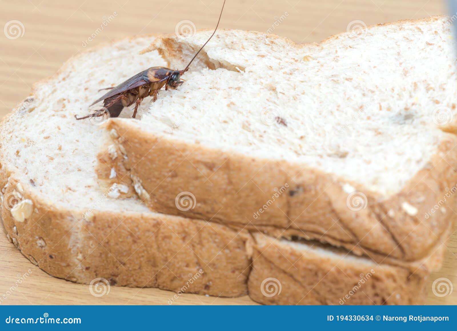 Close Up of Cockroach on a Whole Wheat Bread. Stock Photo - Image of ...