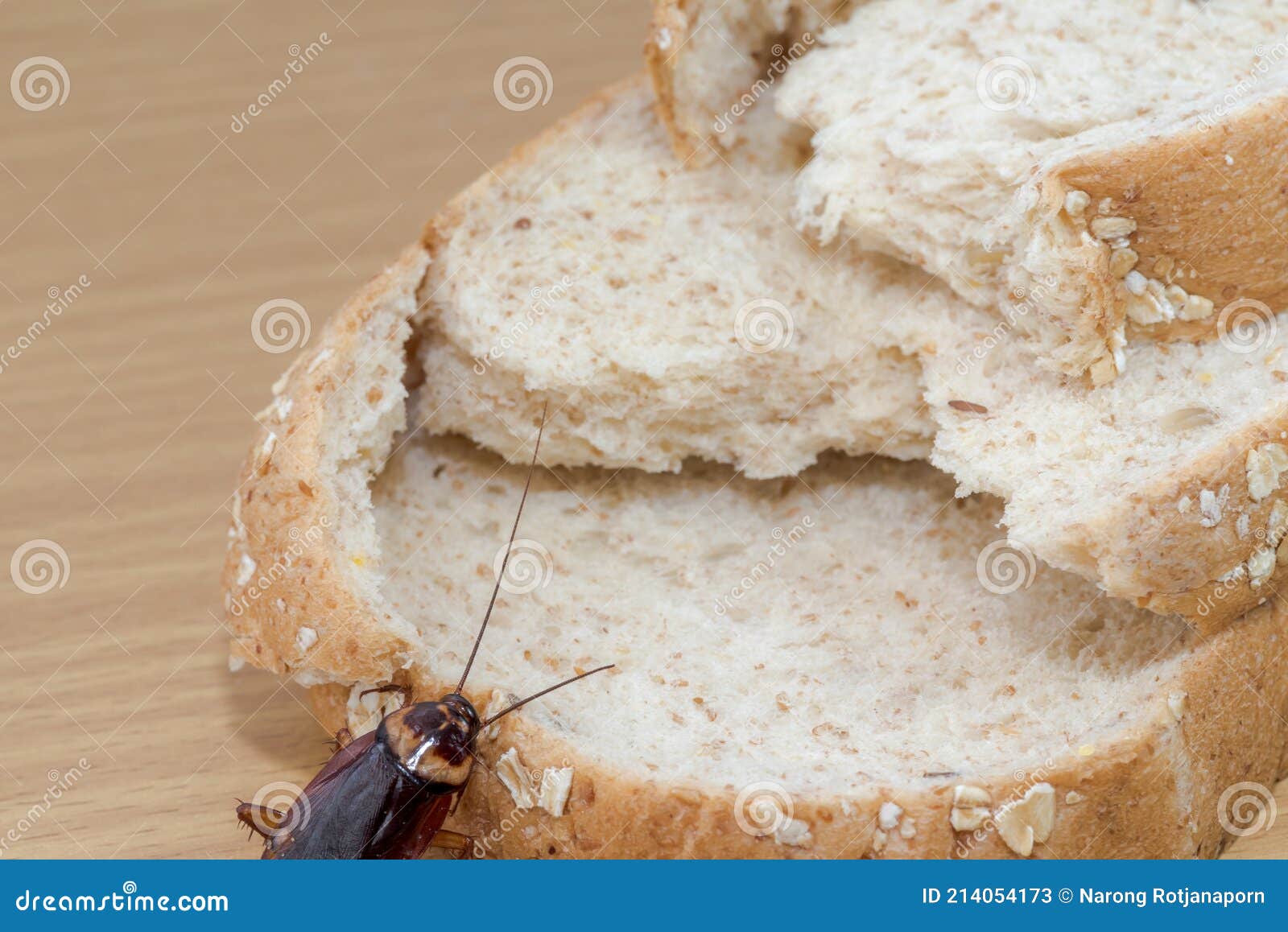 Close Up of Cockroach on a Whole Wheat Bread. Stock Image - Image of ...
