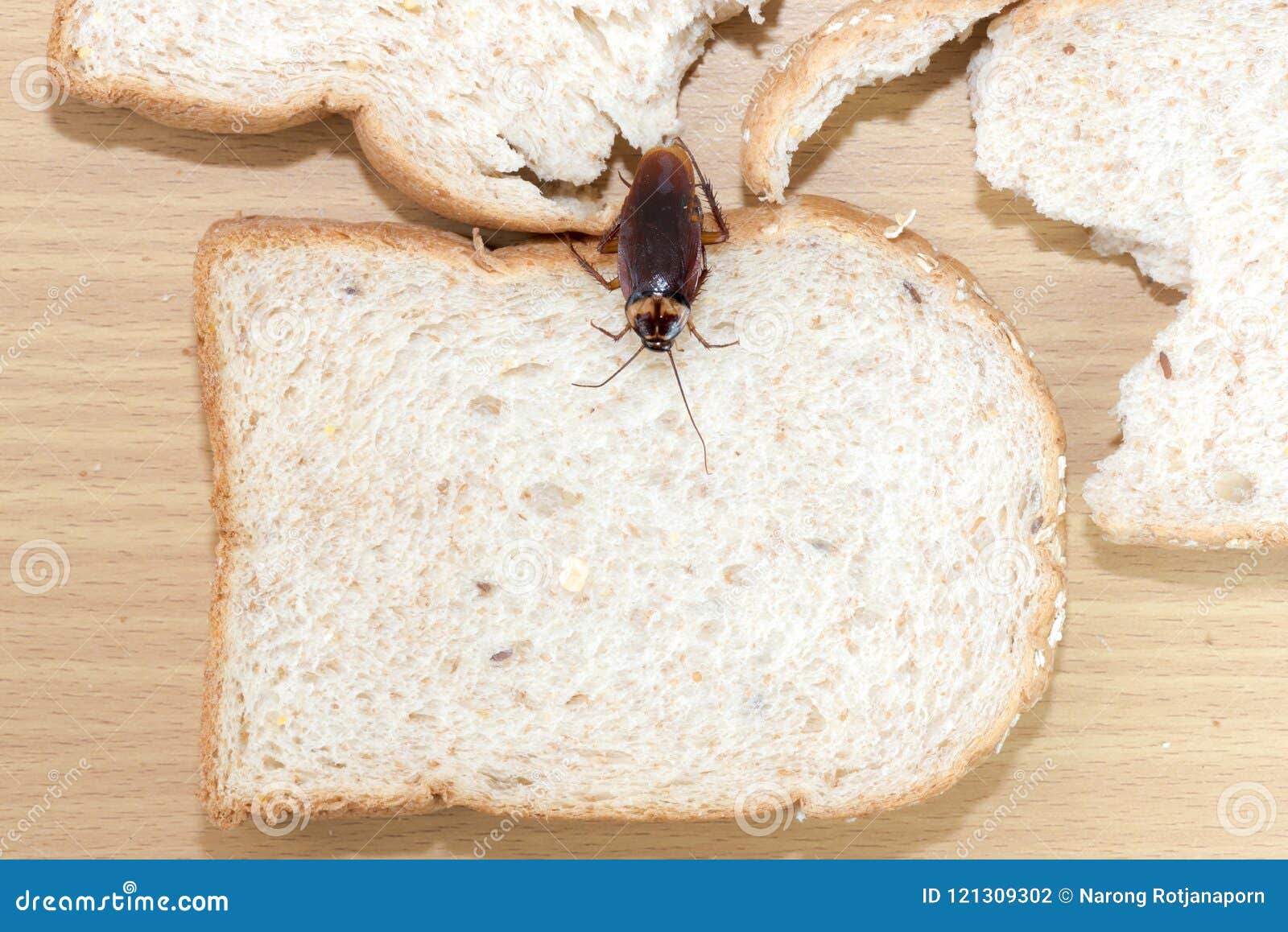 Close Up of Cockroach on a Whole Wheat Bread Stock Photo - Image of ...