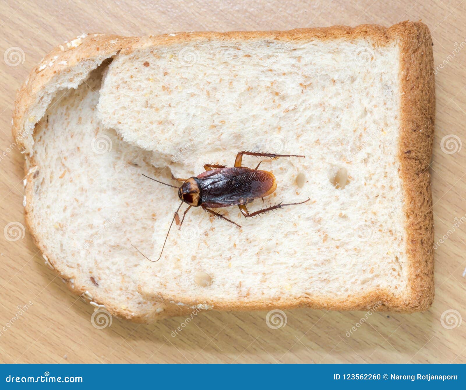 Close Up of Cockroach on a Whole Wheat Bread Stock Photo - Image of ...