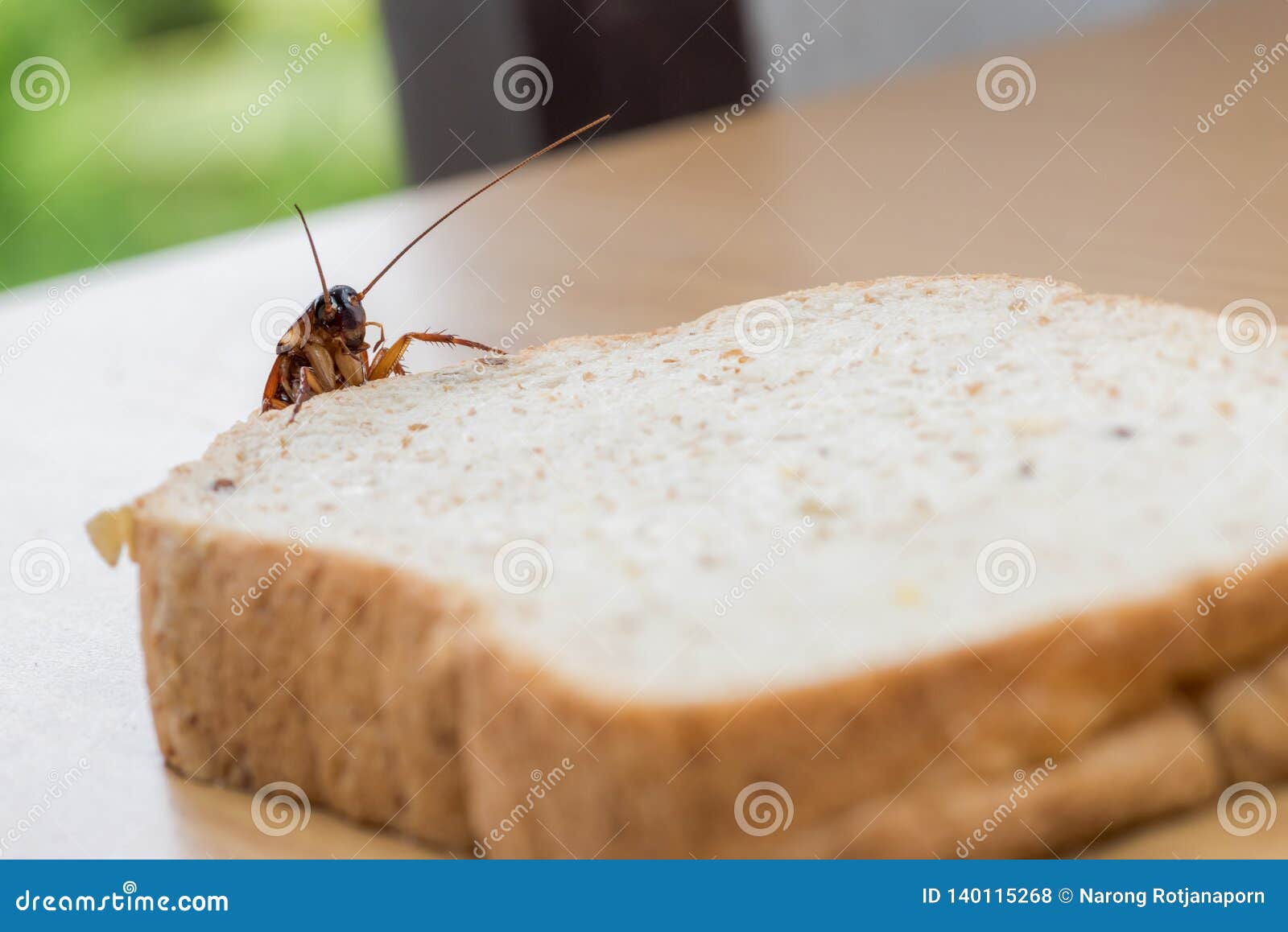 Close Up of Cockroach on a Whole Wheat Bread Stock Photo - Image of ...