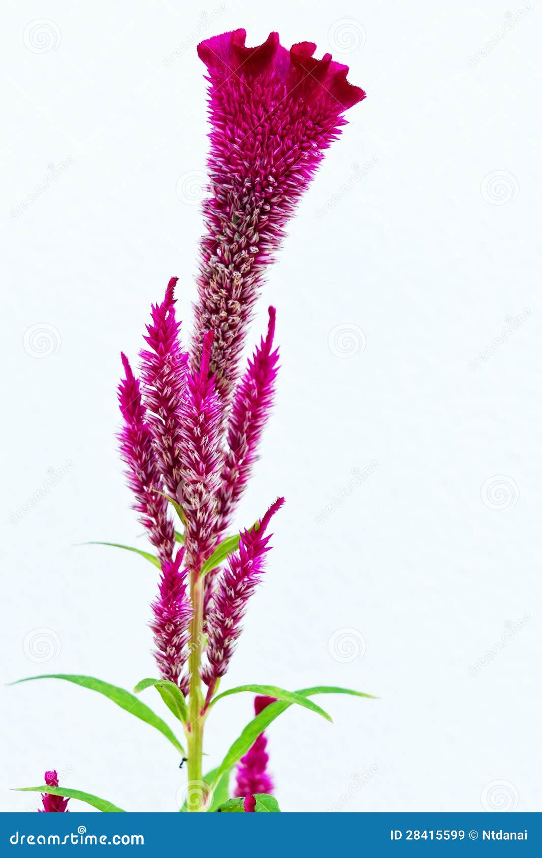 Close Up of Cockscomb Flower Stock Image - Image of close, exotic: 28415599