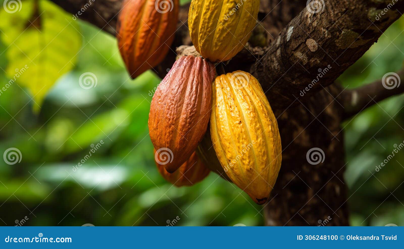 Close-up Cocoa Pods Hanging on Tree Stock Photo - Image of tree ...