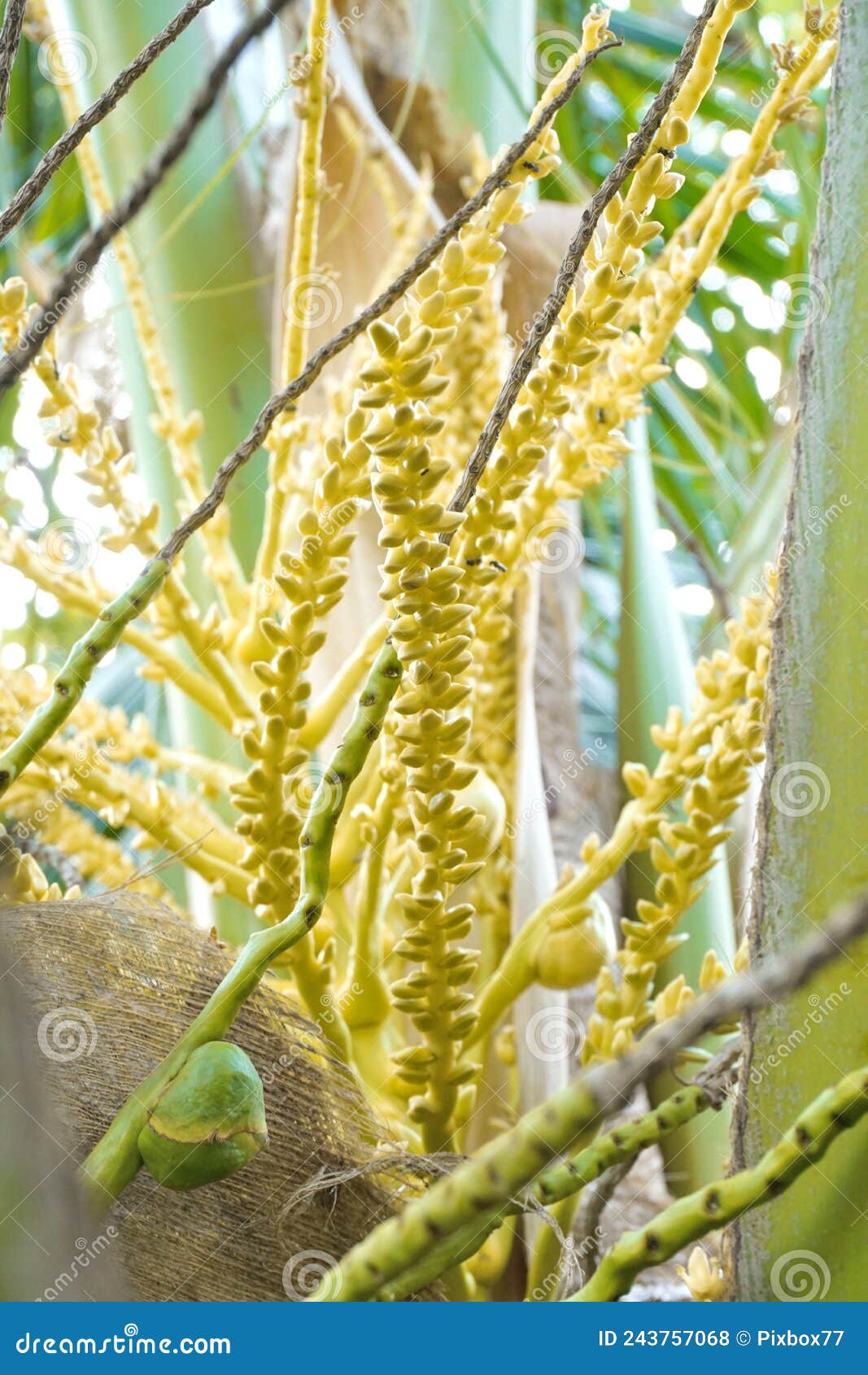 Close Up of Coconut Flower Bloom Stock Photo - Image of freshness ...