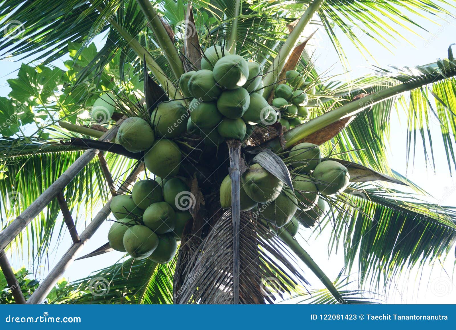 Coconut fruit on tree stock image. Image of closeup - 122081423