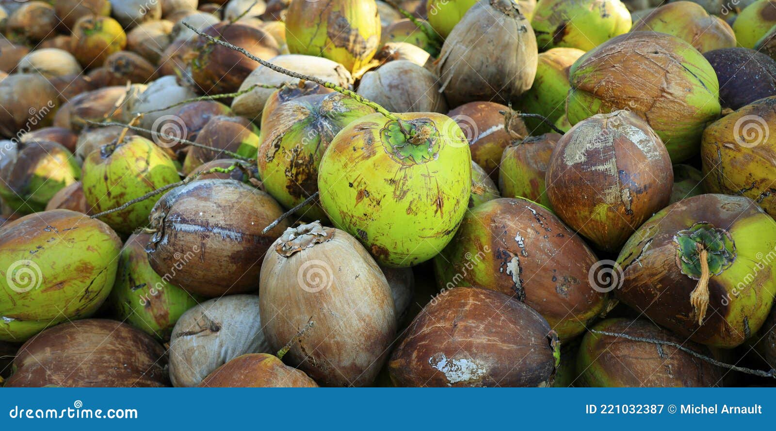 Close Up of Coconut in Coconut Heap Stock Image - Image of green, close ...