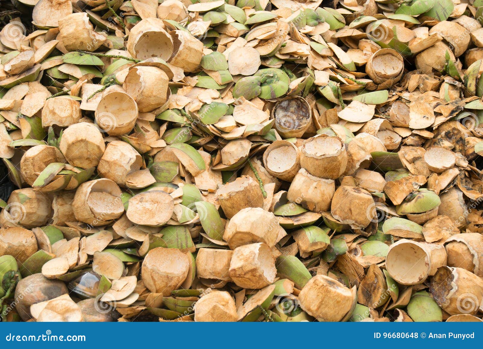 Close Up Coconut Shell is Rubbish and Was Made To Make Bio-compost ...
