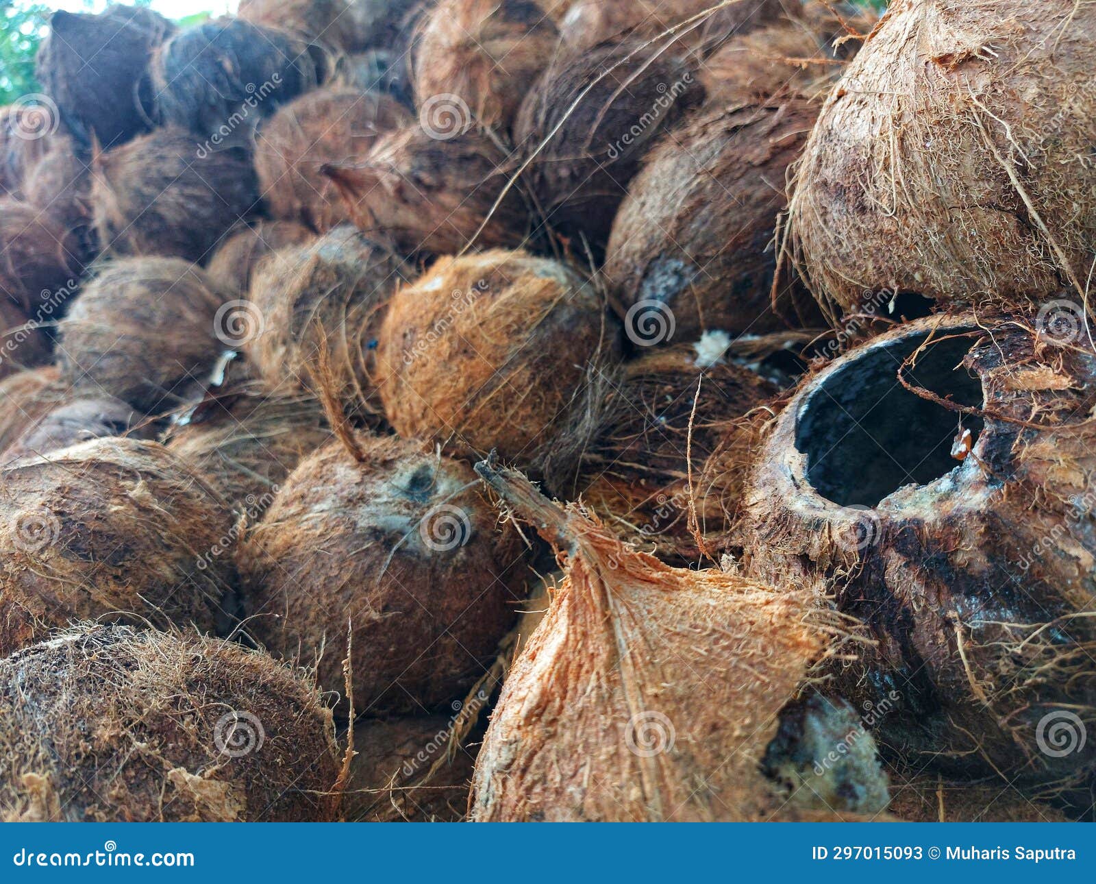 Close up of coconut shells stock image. Image of halves - 297015093