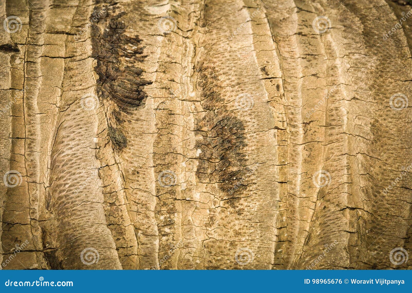 Coconut tree bark stock photo. Image of coconut, design - 98965676