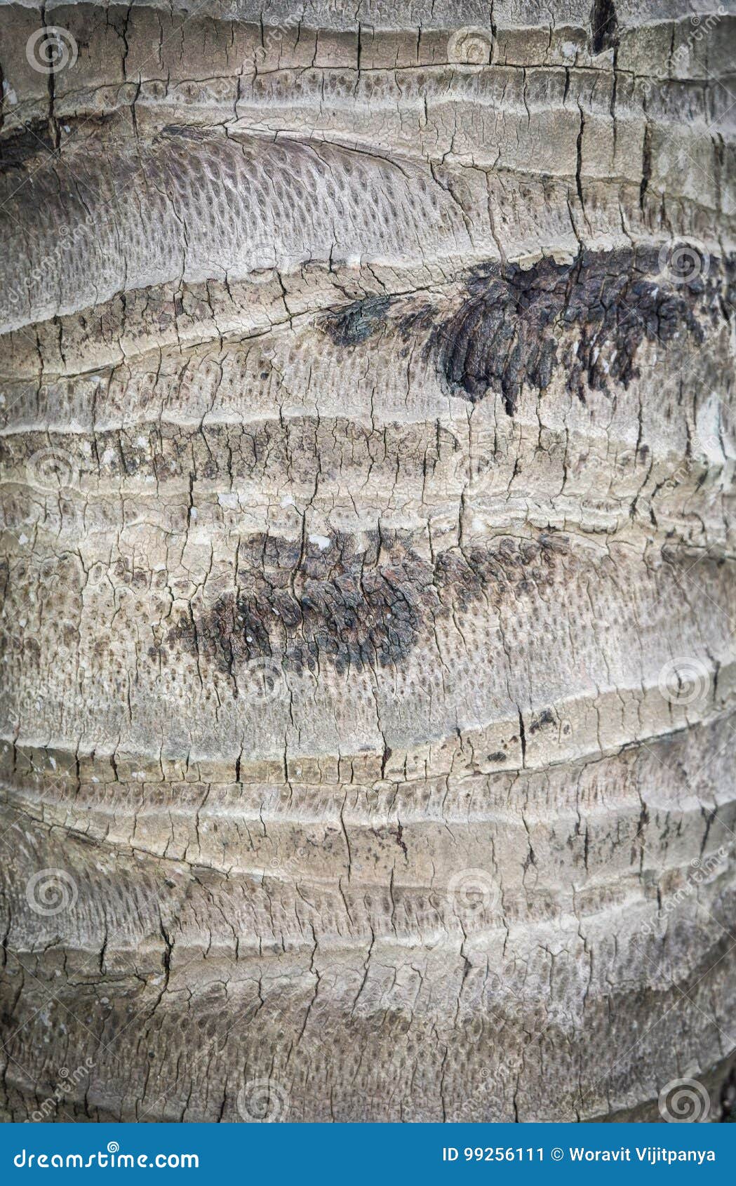 Coconut tree bark stock image. Image of nature, garden - 99256111