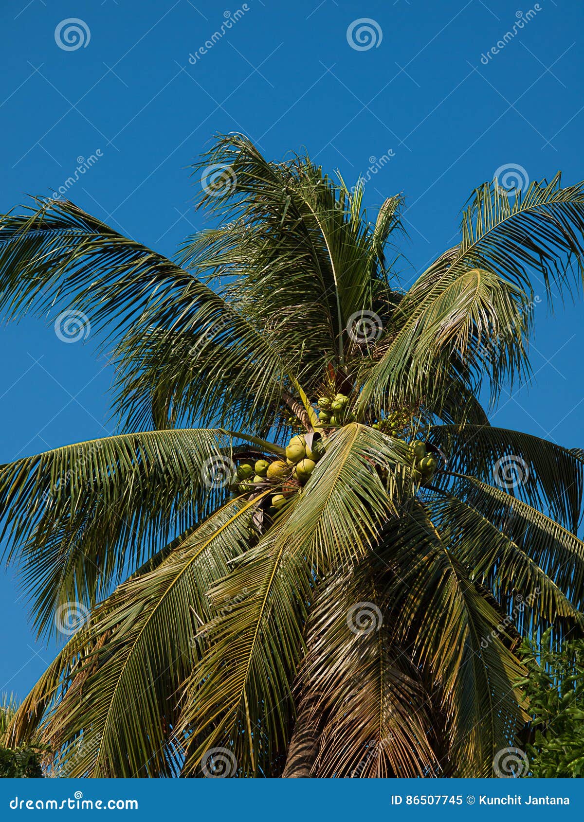 Close up coconut tree stock image. Image of agriculture - 86507745