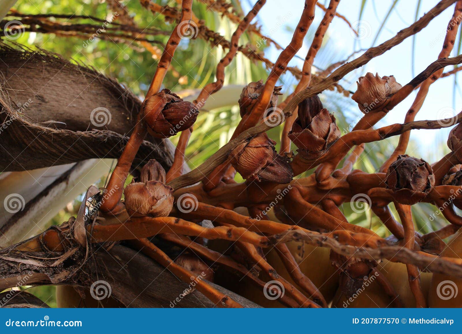 Close Up of Coconut Tree Branch Stock Photo - Image of leaf, autumn ...