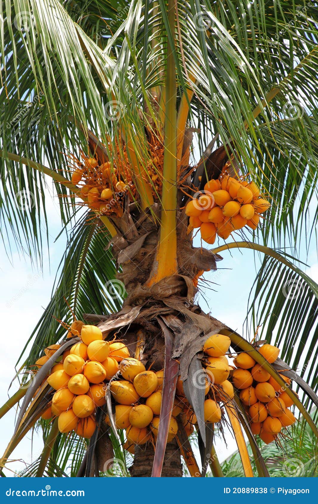 Close Up on Coconut Tree with a Bunch of Yellow Fr Stock Photo - Image ...