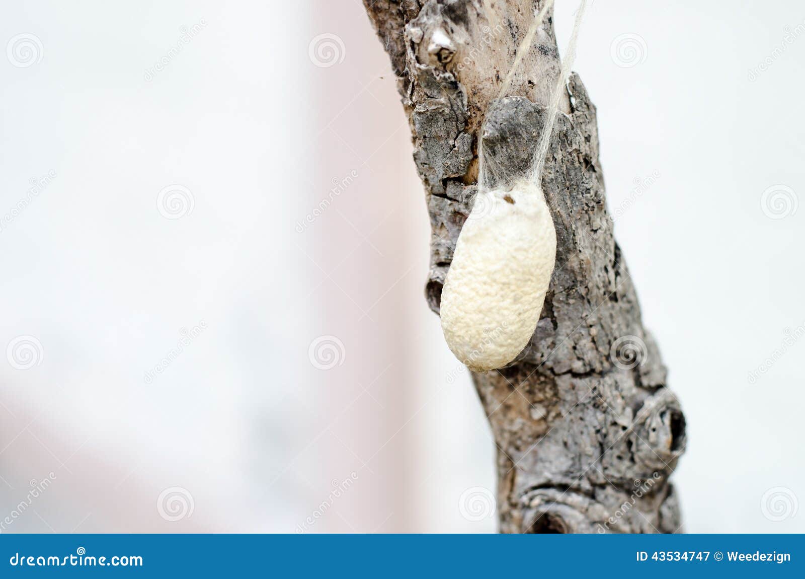 Close Up Cocoon on Old Branch Stock Image - Image of close, hand: 43534747