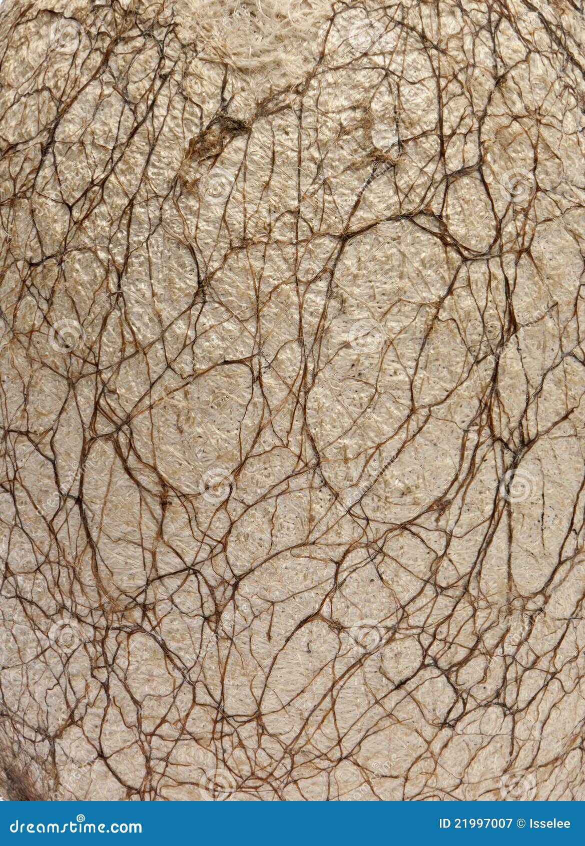 Close-up of Cocoon of a South India Small Stock Image - Image of ...