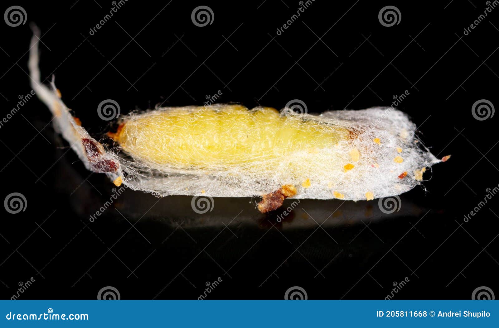 Close-up of a Cocoon with a Worm on a Black Stock Photo - Image of ...
