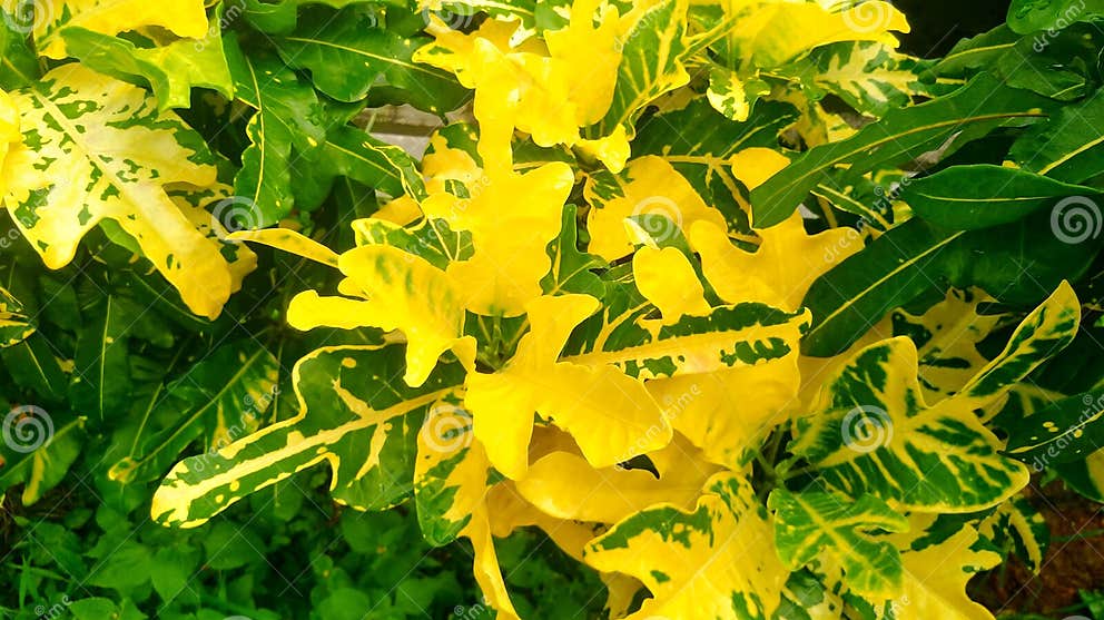 Close Up of Codiaeum Variegatum Yellow Stock Photo - Image of sunlight ...