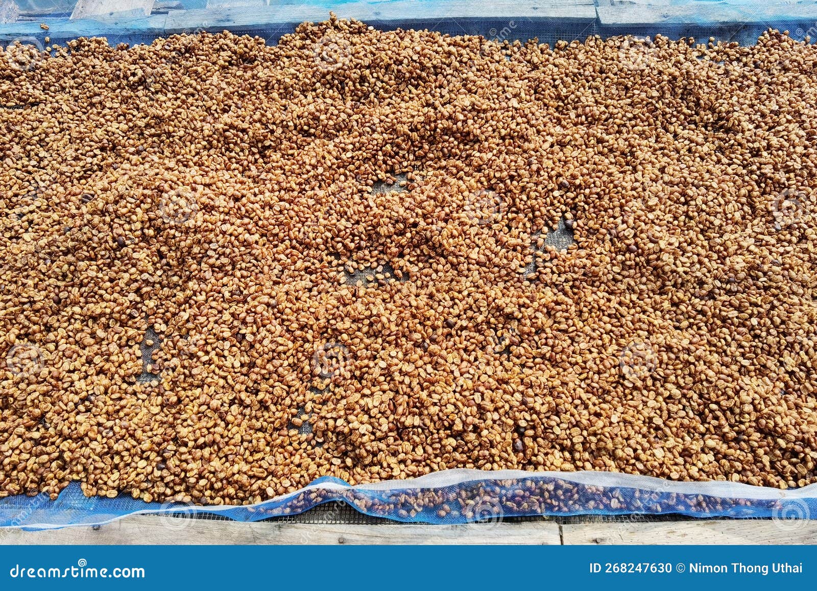 Close Up of Coffee Beans Drying Stock Photo - Image of caffeine, brown ...