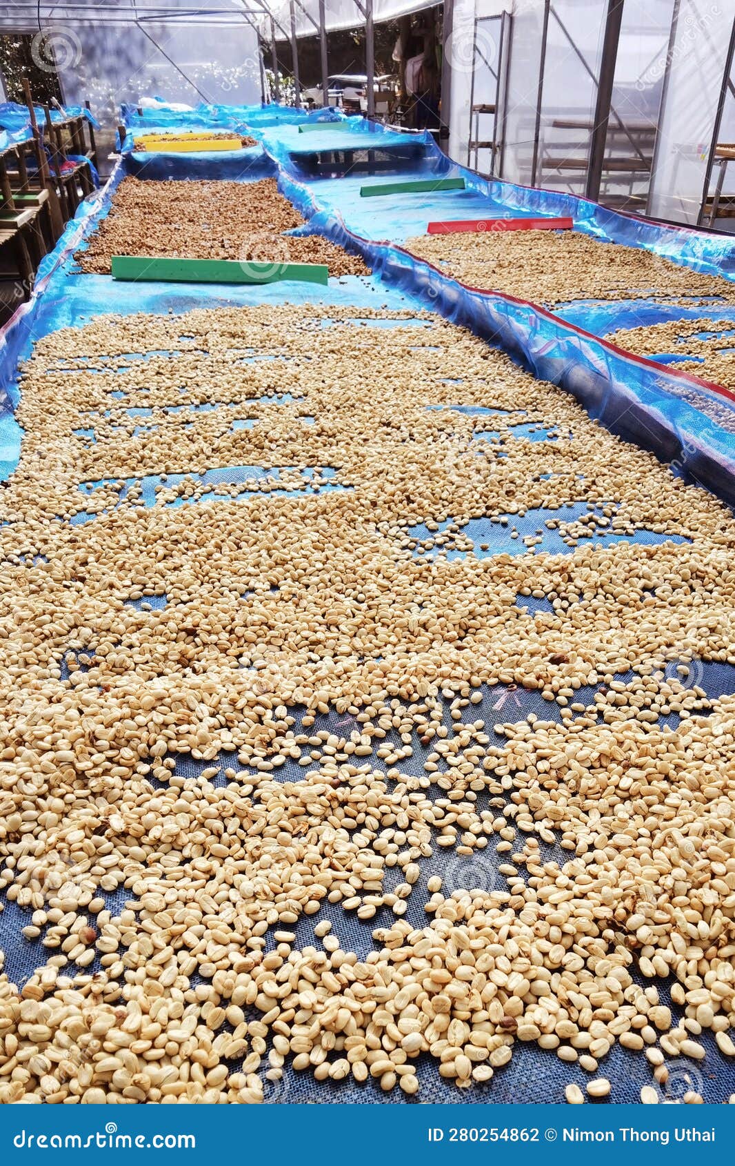 Close Up of Coffee Beans Drying Stock Photo - Image of espresso, coffee ...