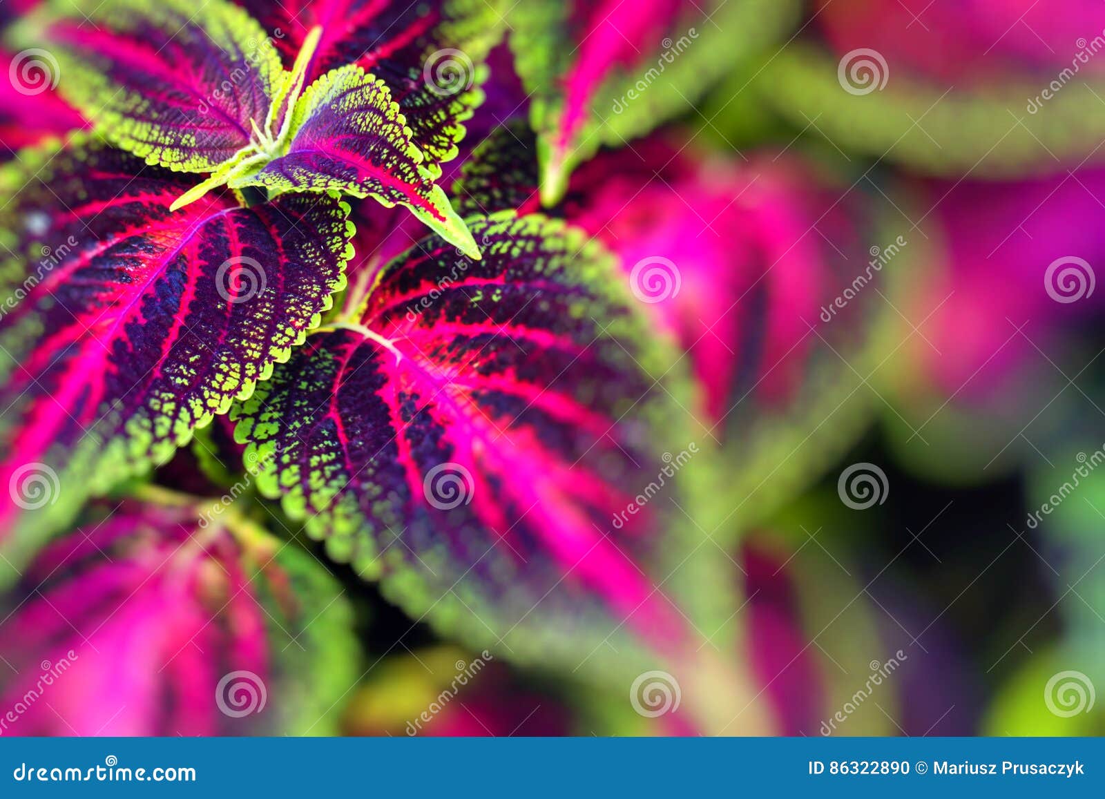 Close Up of Coleus Leaves Painted Nettle,Flame Nettle Stock Photo ...