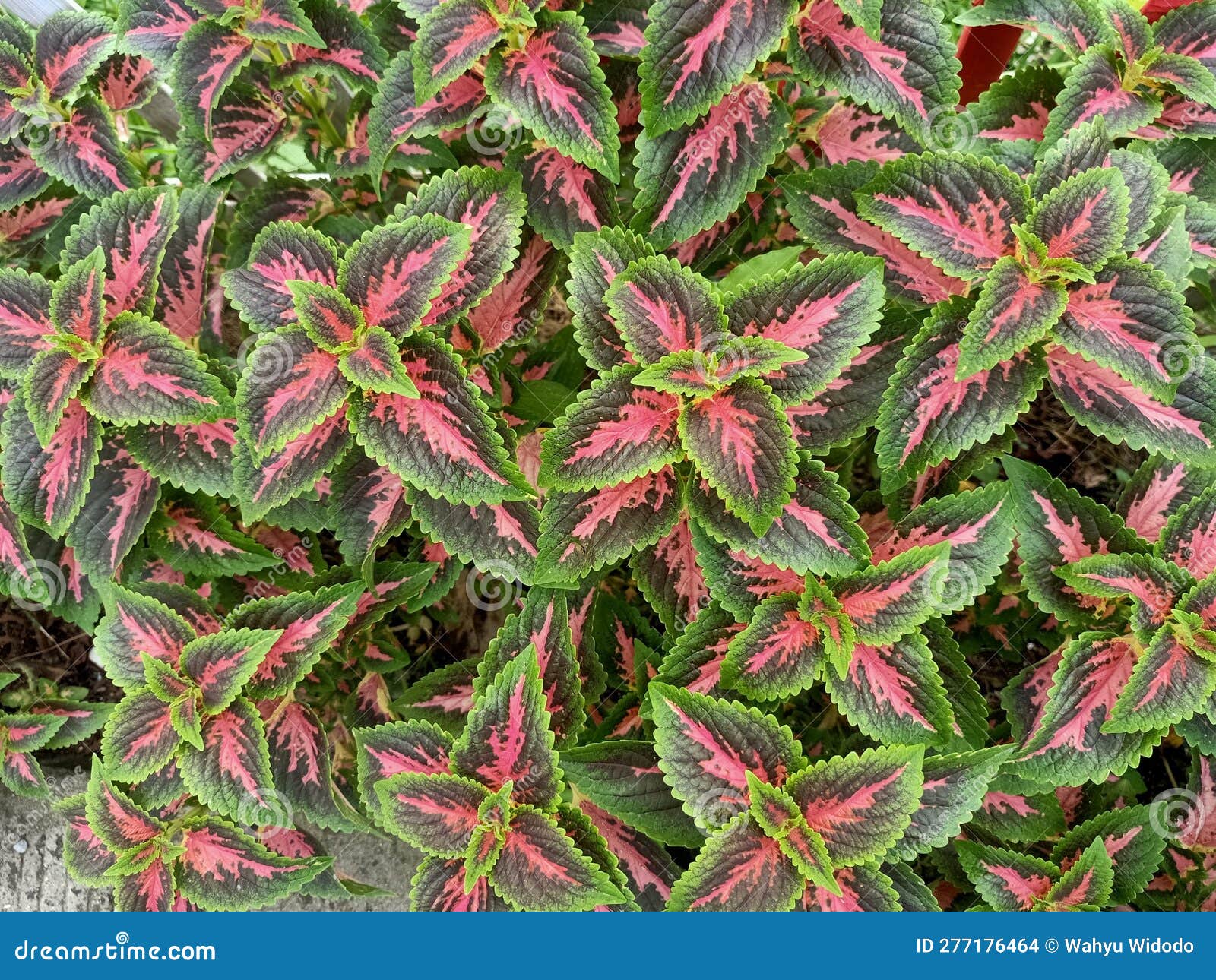 Close Up of Coleus Plant Leaves Background Stock Photo - Image of ...