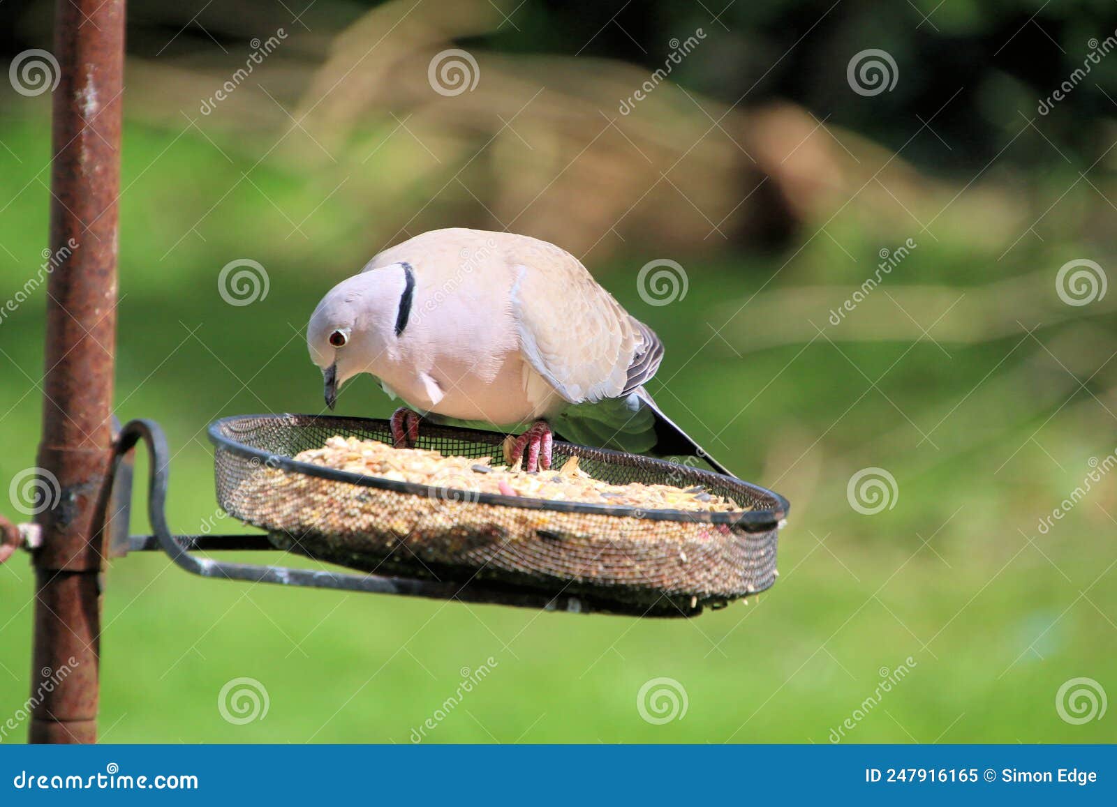 A Close Up of a Collared Dove Stock Image - Image of wild, feeder ...