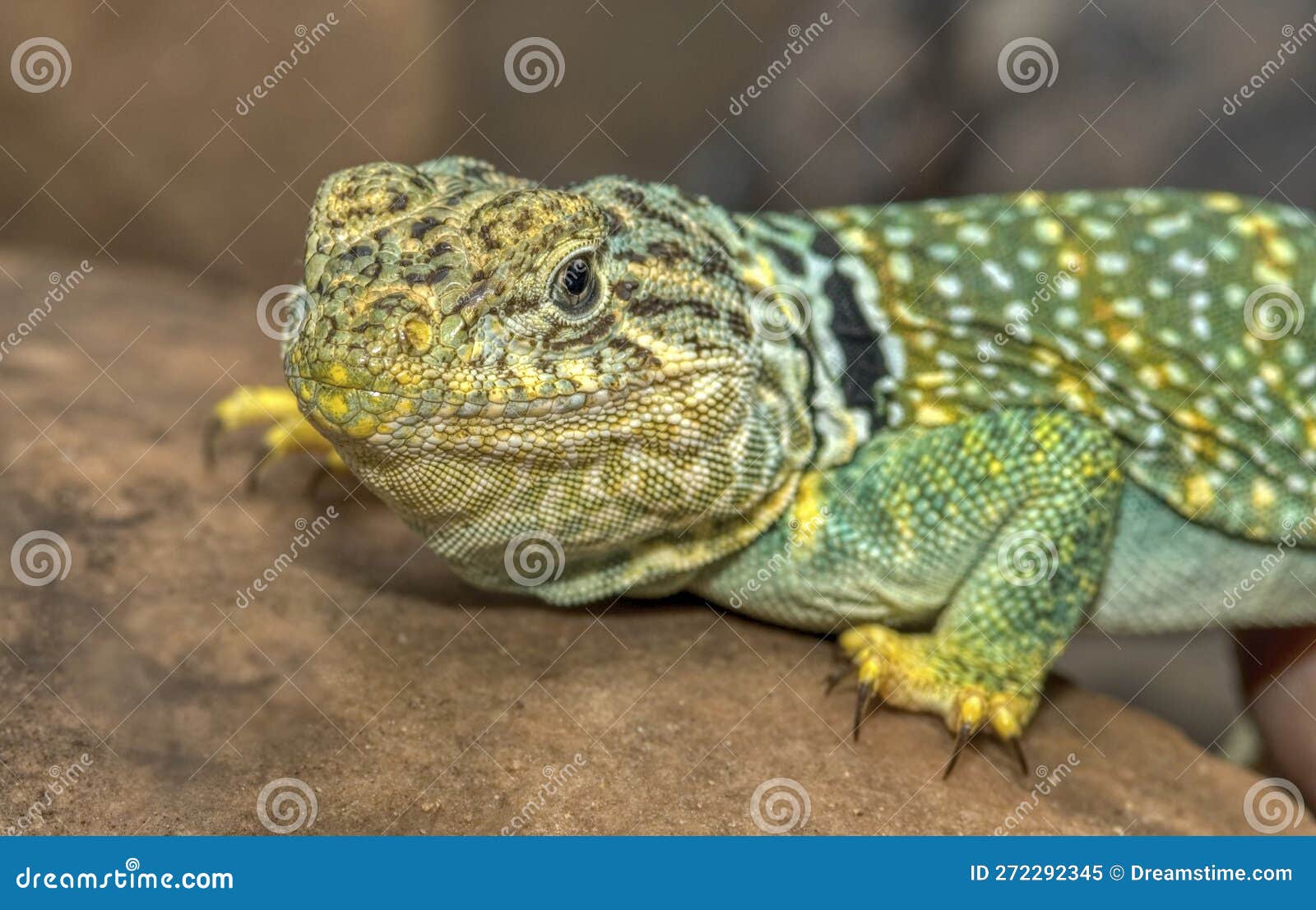 Close Up of Collared Lizard Stock Image - Image of wildlife, shot ...