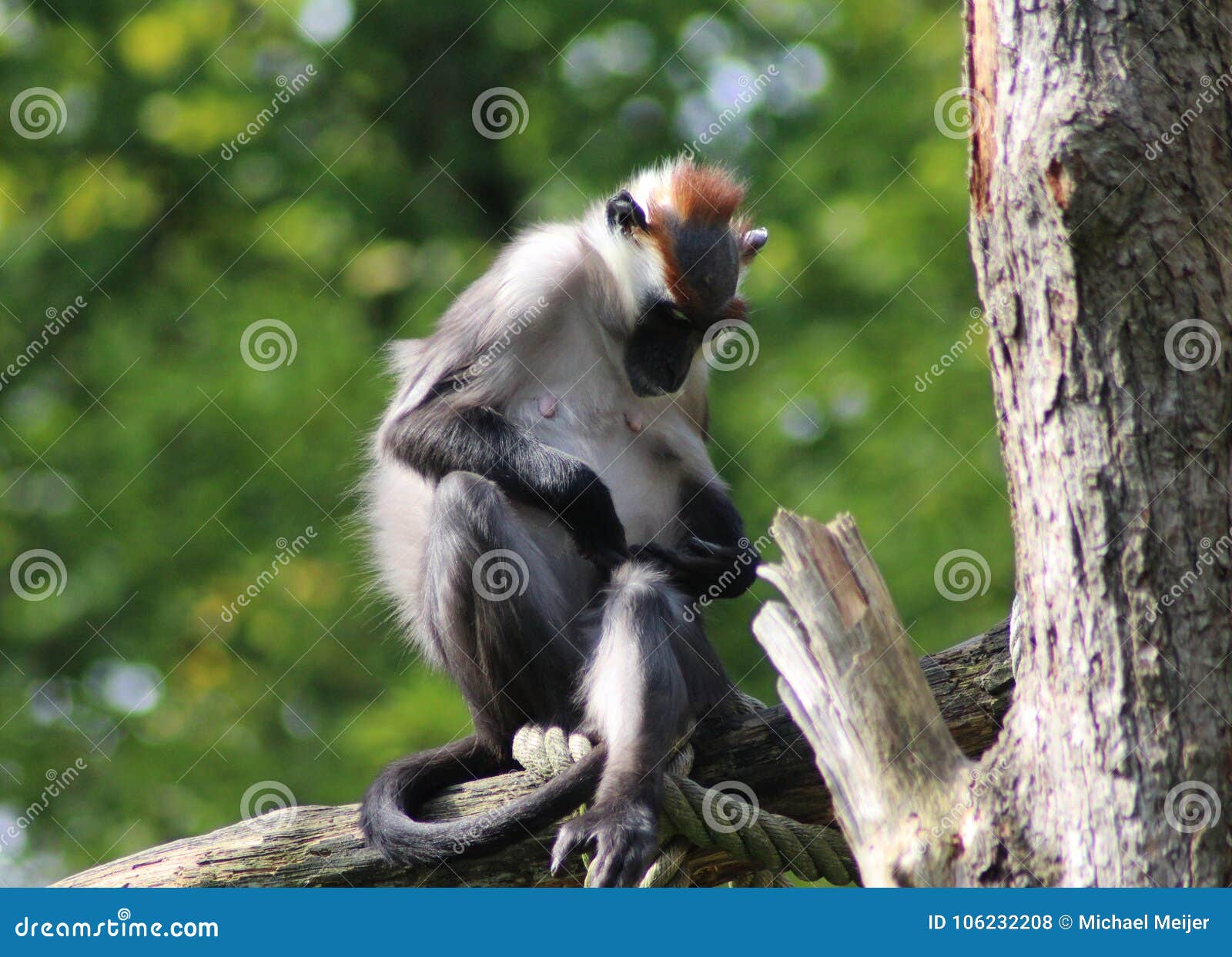 Collared Mangabey, Cercocebus Torquatus Stock Photo - Image of color ...
