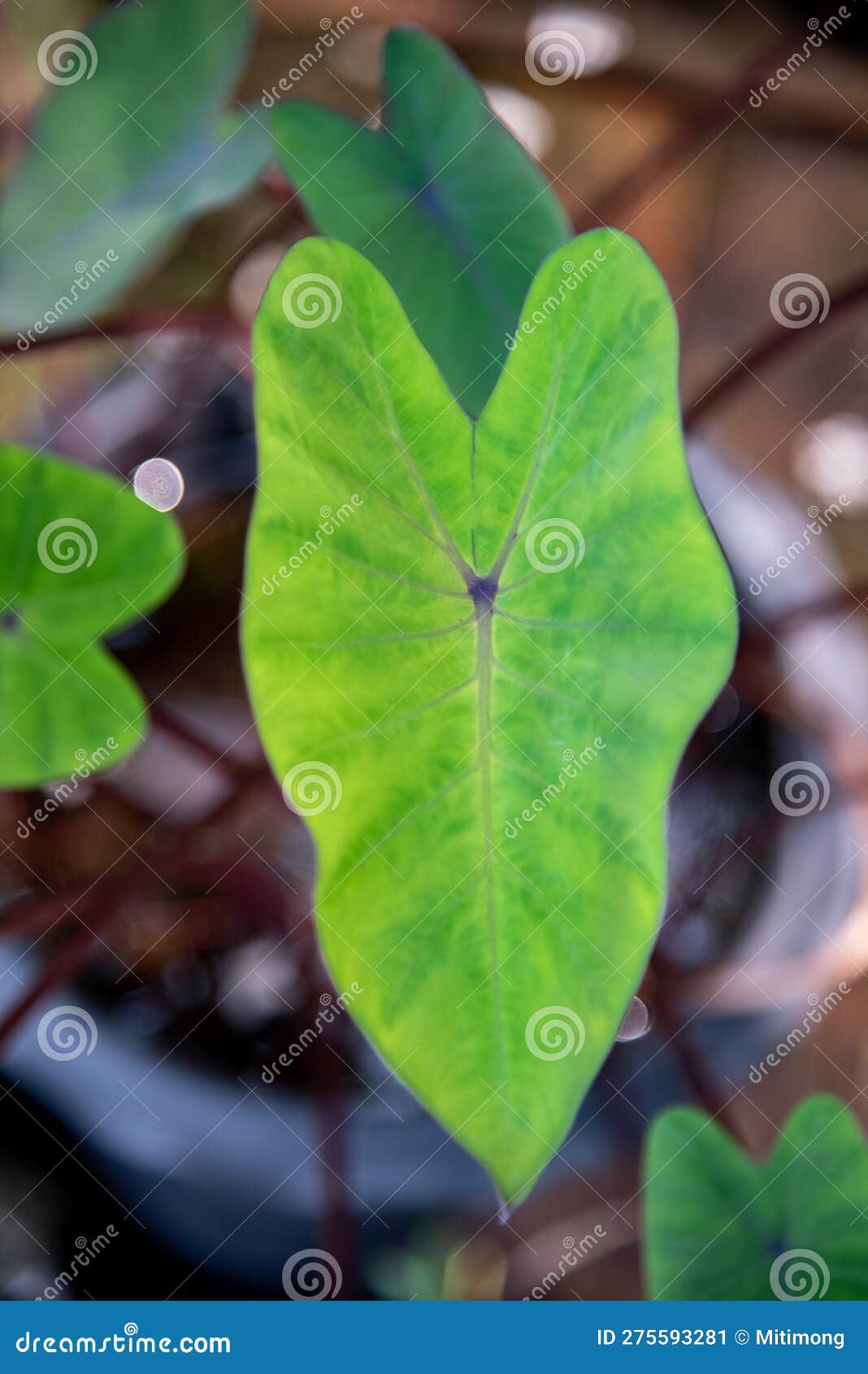 Colocasia Black Magic leaf stock image. Image of plant - 275593281