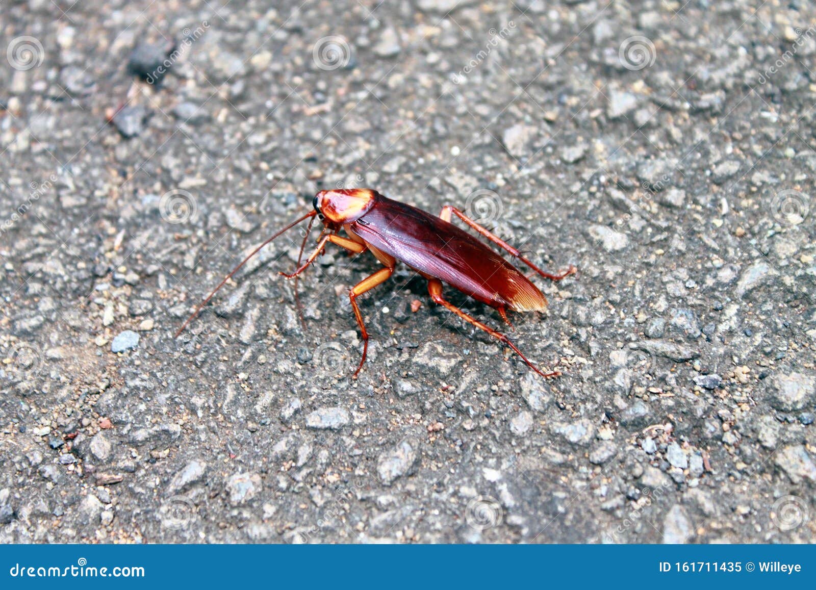 Close Up Of A Colored Cockroach Stock Image Image Of Chore Control 161711435