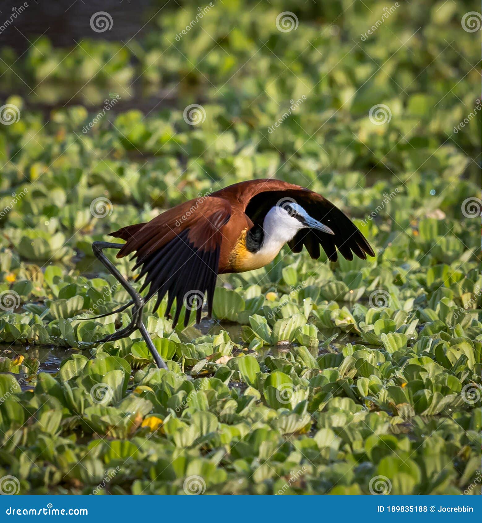 Close Up of Colorful African Jacana Taking Flight Stock Photo - Image ...