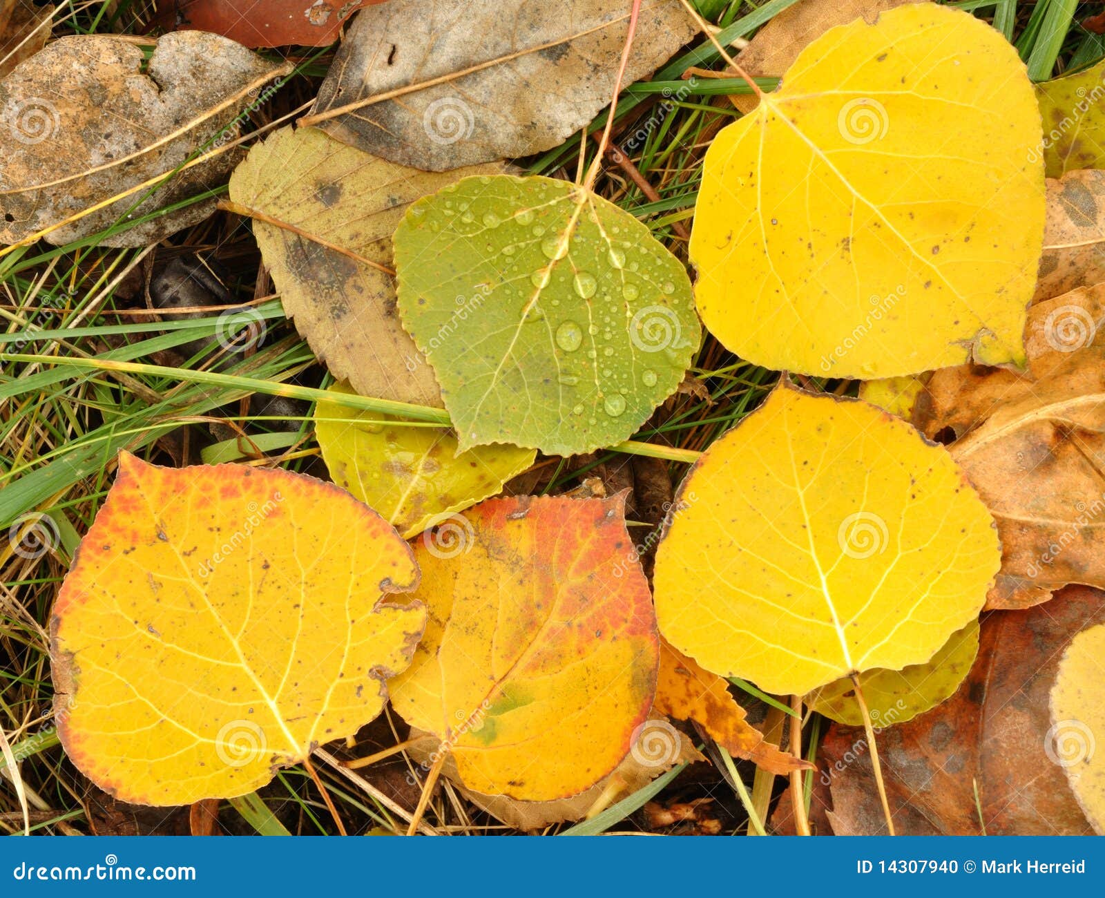 Close-up of a Colorful Aspen Leaves Stock Photo - Image of fall, rain ...