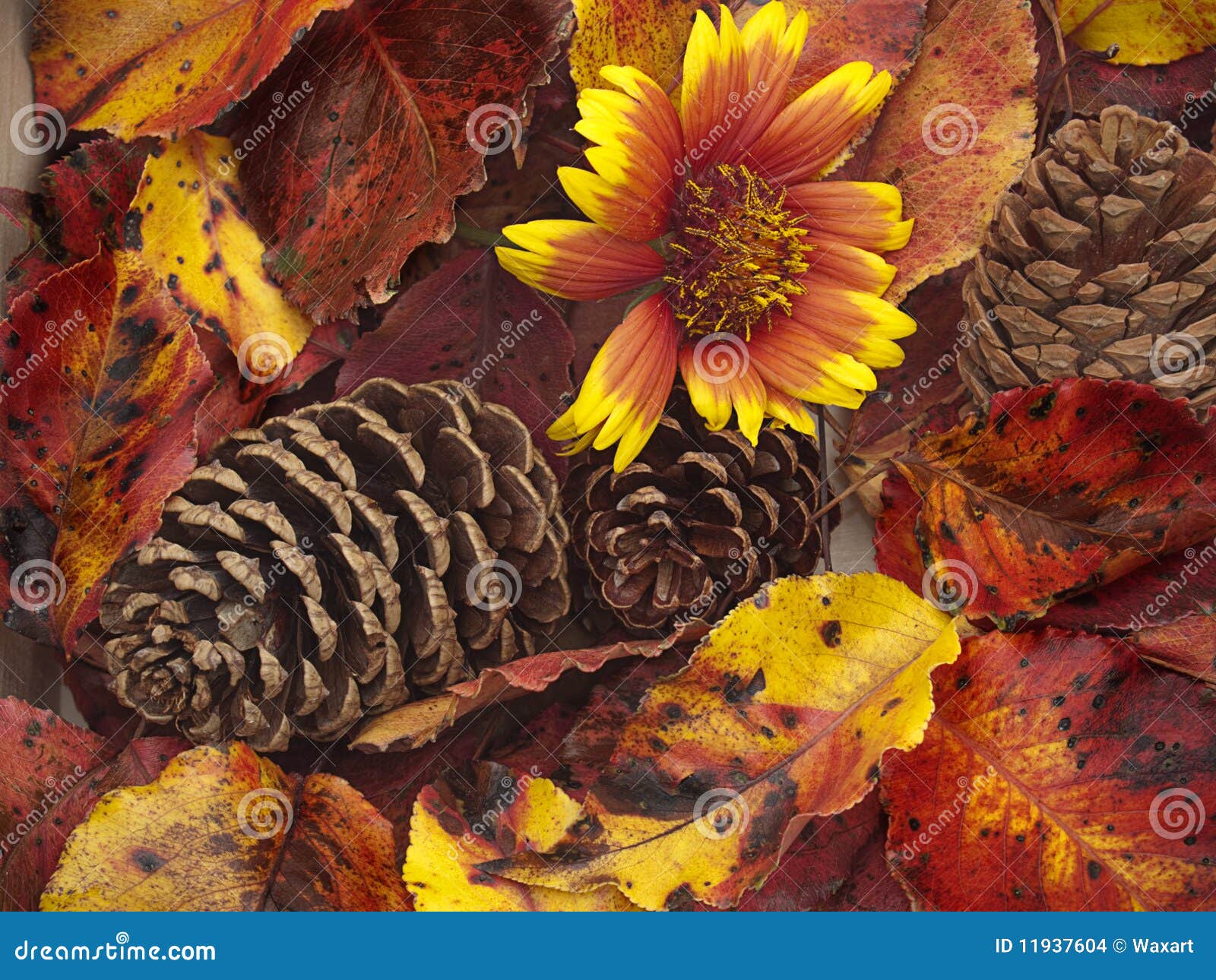 Close Up of Colorful Autumn Leaves and Cones Stock Photo - Image of ...