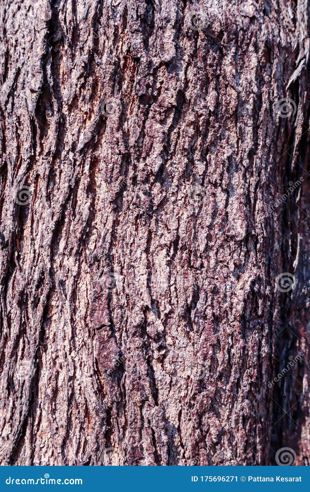 Colorful of the Bark for Background Stock Image - Image of protection ...