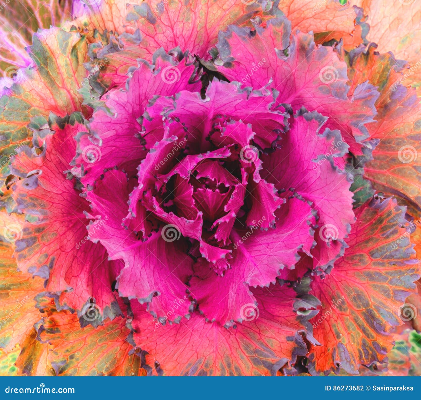 Close-up Colorful Blooming Cabbage Stock Photo - Image of background ...