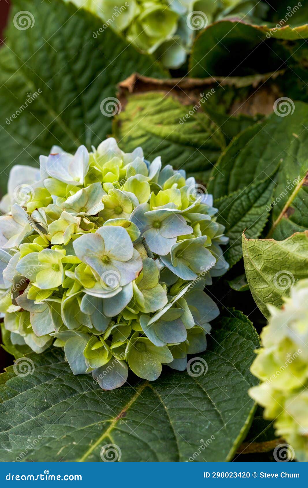 Close-up of a Colorful Blooming Hydrangea, Hydrangea Macrophylla (Thunb ...