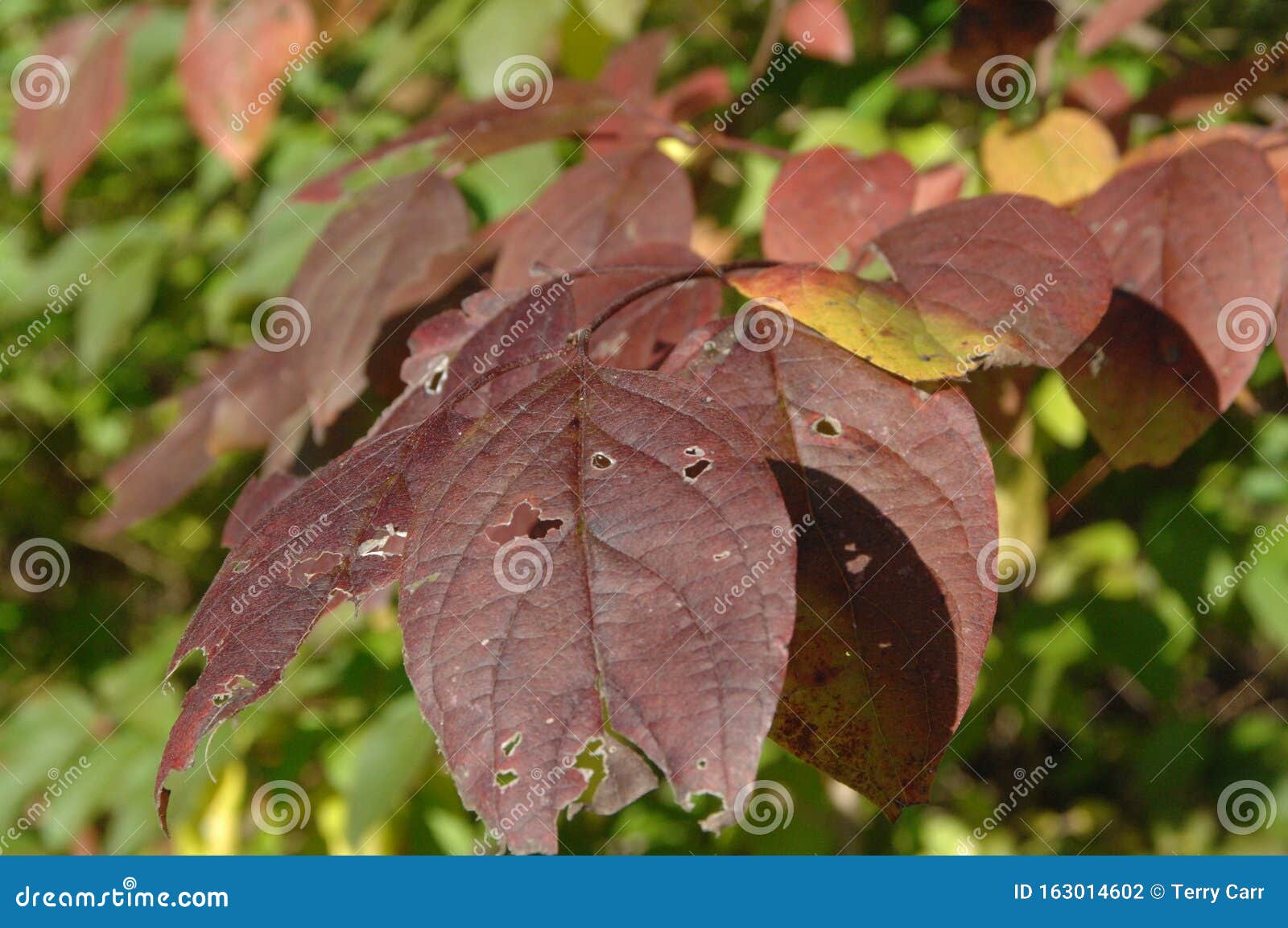 Fall foliage stock photo. Image of detail, daytime, close - 163014602