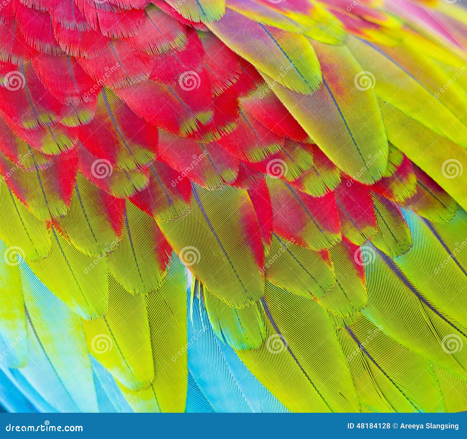 Close Up of Colorful Feathers Stock Photo - Image of beautiful, closeup ...
