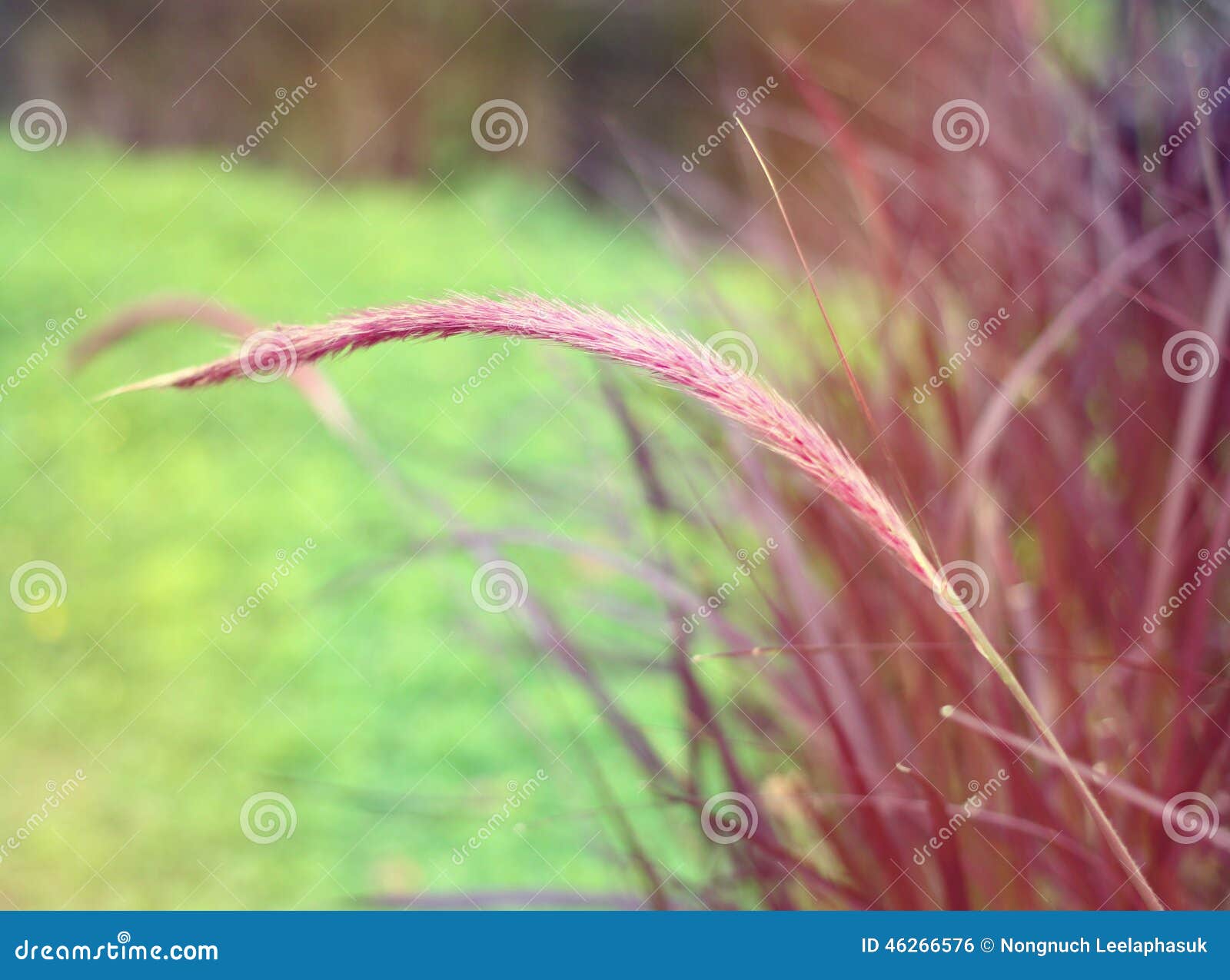 Close Up of Colorful Grass Field Stock Photo - Image of grass, meadow ...