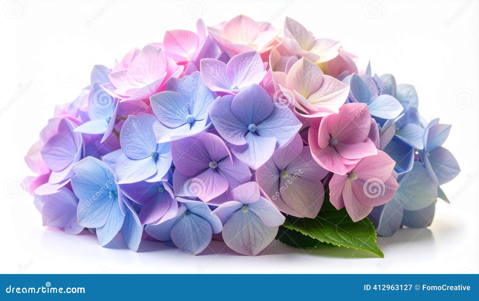 Colorful Hydrangea Flower Seamless Background Vector Illustration ...