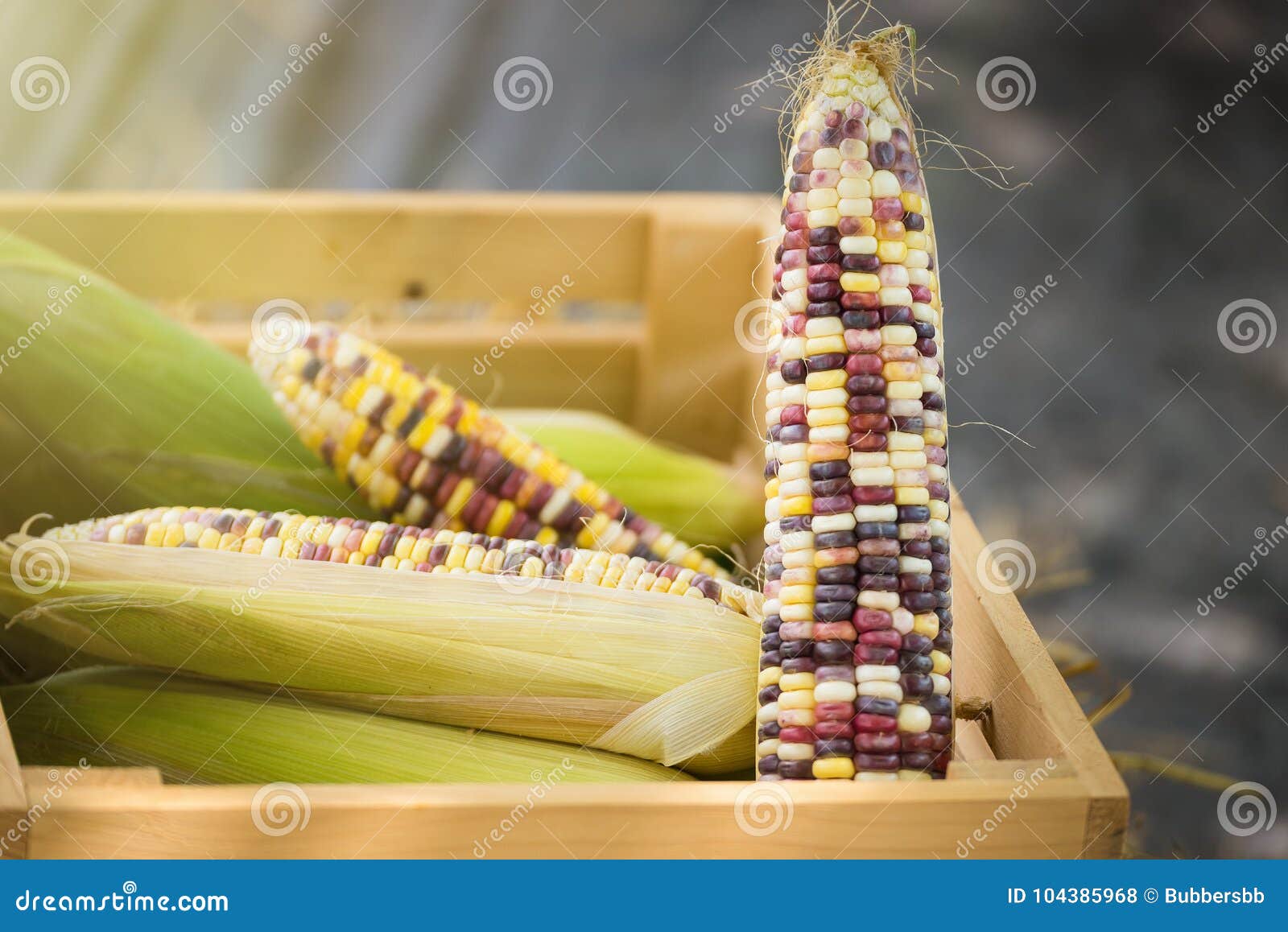 Close Up of Colorful Maize or Corn.Thailand. Stock Photo - Image of ...