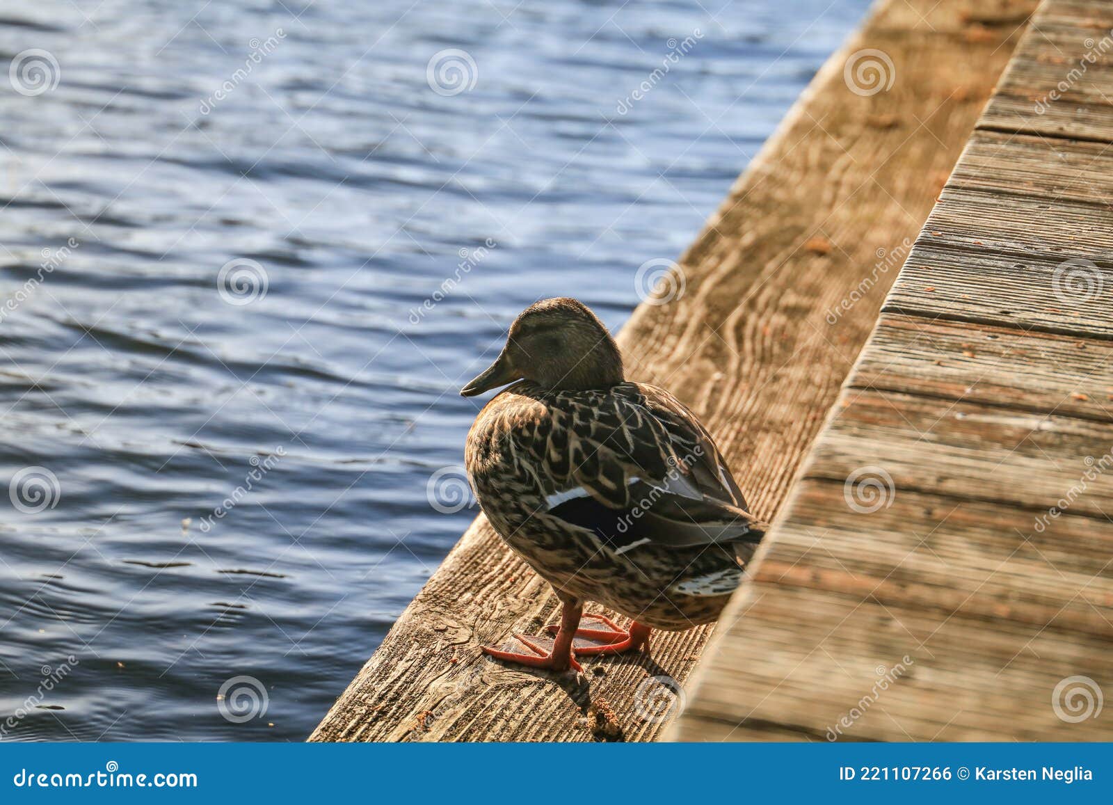 Close Up of Colorful Male Wood Duck Standing on Plank Walkway Stock ... Close Up of Colorful Male Wood Duck Standing on Plank Walkway Stock ...